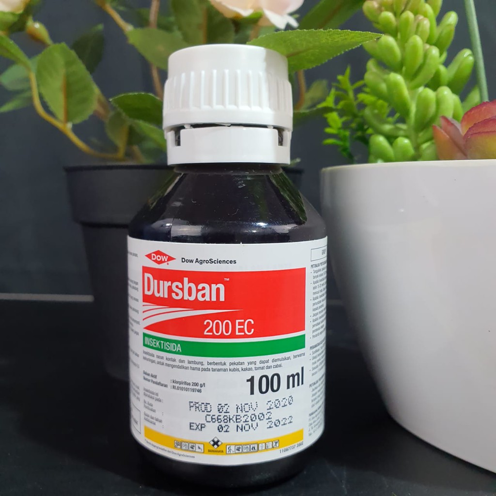 Jual Dursban 200EC 100 ml Insektisida Pembasmi Hama Ulat, Kutu ...