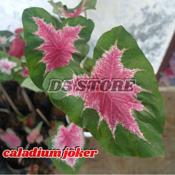 Jual Keladi Caladium Tanaman keladi Tanaman caladium Tanaman hias ...