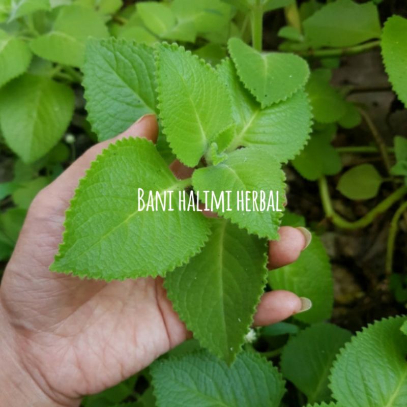 Jual Daun Jinten/Daun Bangun-bangun(mexican mint) 100 gram | Shopee ...