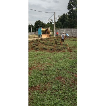 Jual Rumput Gajah Paitan | Shopee Indonesia