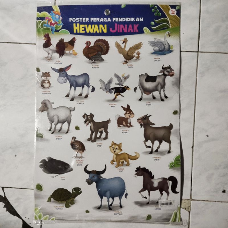 Jual Poster Hewan / Peraga Pendidikan Hewan Jinak | Shopee Indonesia Jual Poster Hewan / Peraga Pendidikan Hewan Jinak | Shopee Indonesia