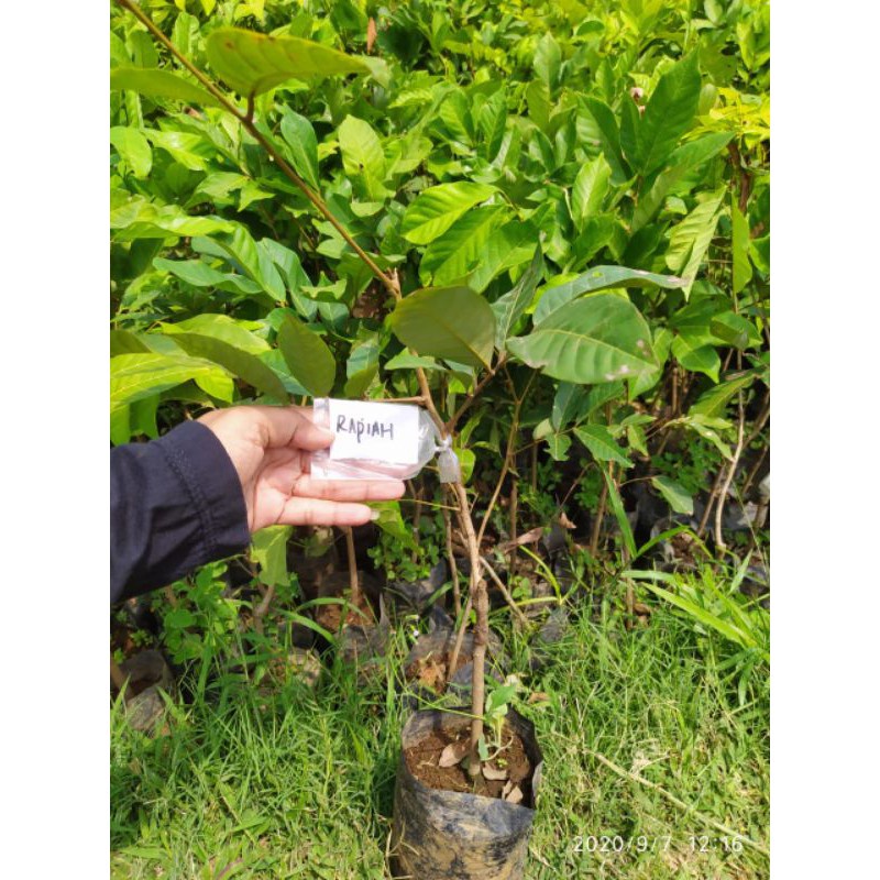 Jual Termurah Berkuwalitas Bibit Pohon Rambutan Rapiah / Tanaman Buah ...