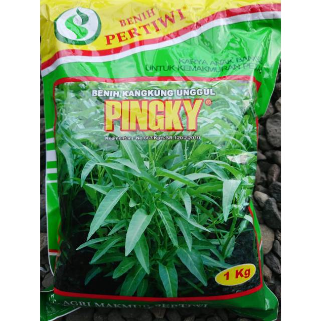 Jual Benih Biji Bibit Kangkung Daun Lebar PINGKY 1kg (20.000bj) | Shopee Indonesia