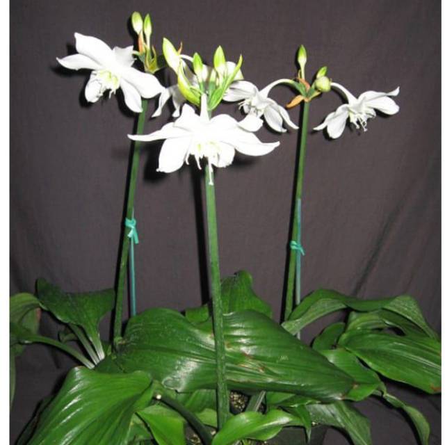 Jual Tanaman Hias Lili Amazone# Bunga Putih# Eucharis grandiflora ...