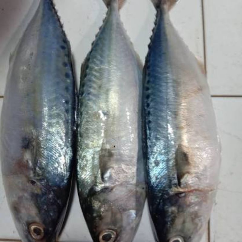 Jual Ikan Tengkek Segar | Shopee Indonesia