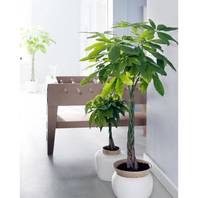 Jual Tanaman hias pachira aquatic - pachira money tree - Pacira Kepang ...