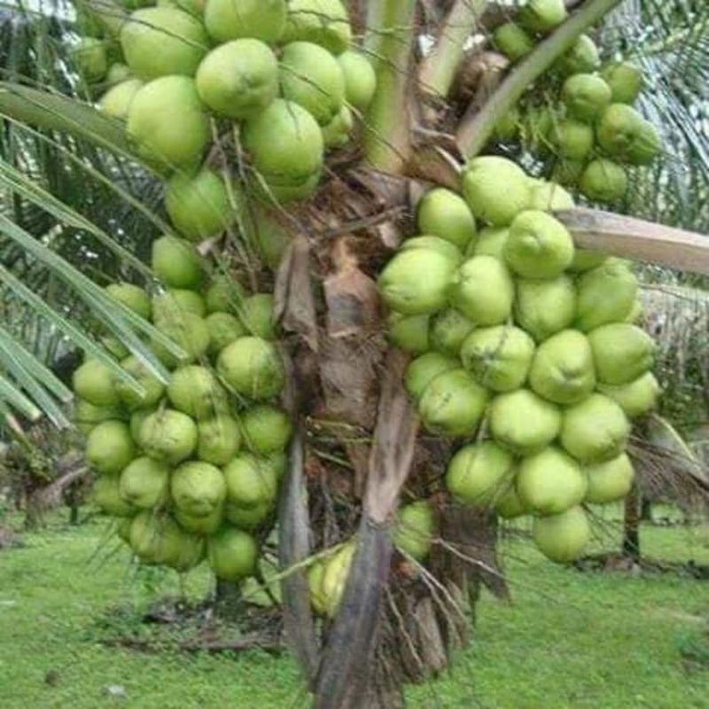 Jual kelapa genjah super | Shopee Indonesia