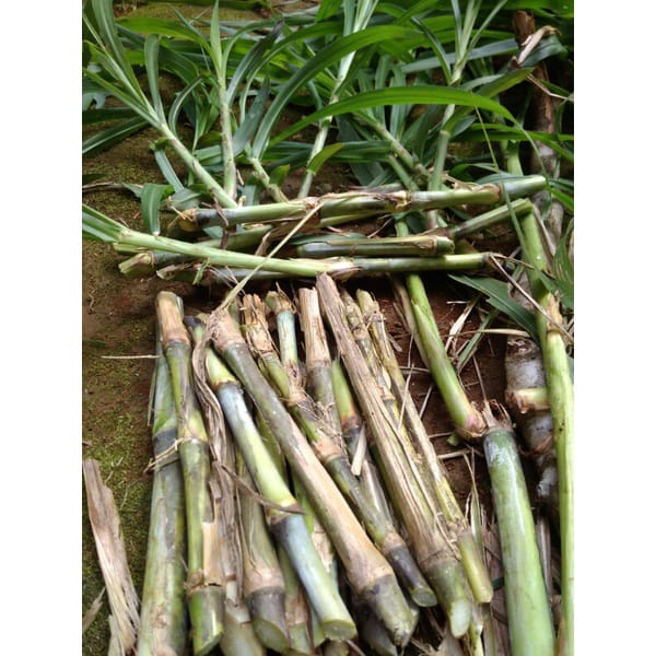 Jual Bibit rumput pakchong - rumput pakcong siap tanam 1kg | Shopee ...
