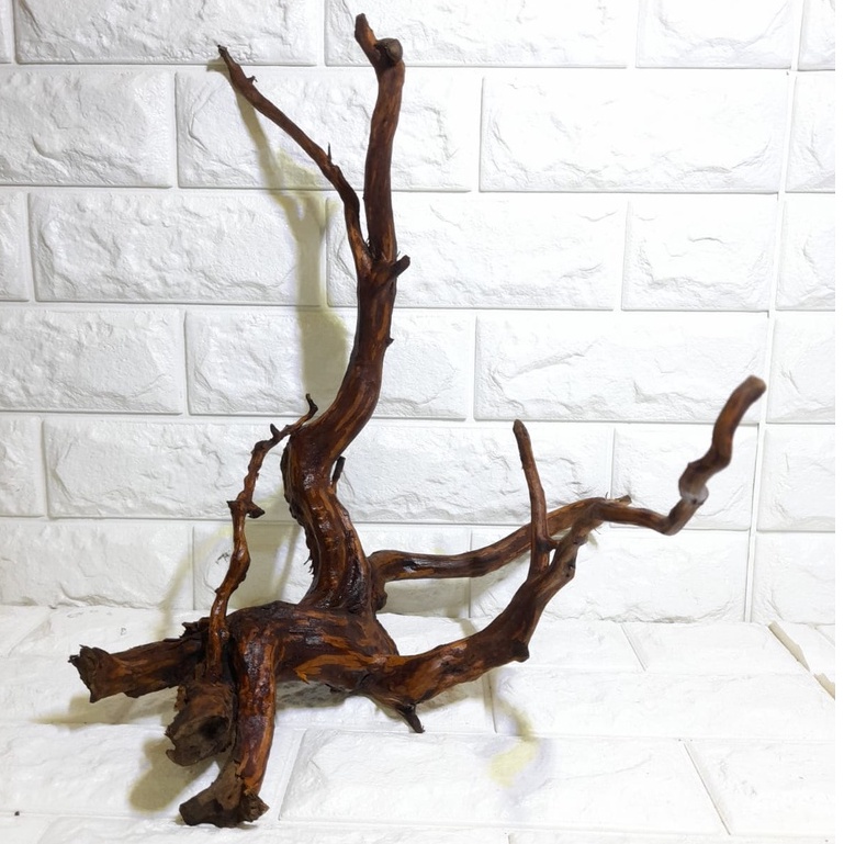 Jual KAYU AKAR RASAMALA SIZE L AQUARIUM AQUASCAPE TERMURAH | Shopee ...