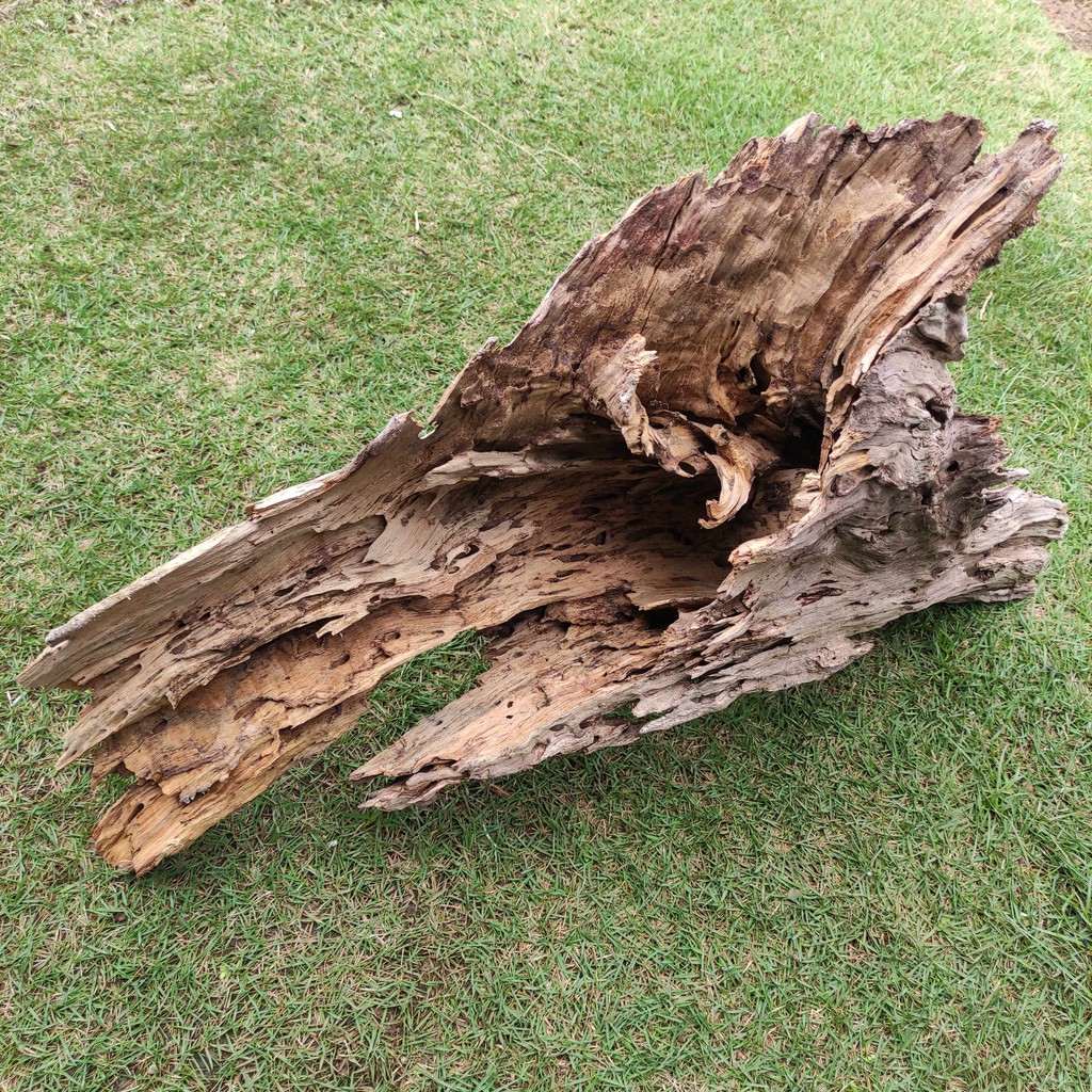 Jual Kayu Rentek Berkarakter Aquascape, Paludarium | Shopee Indonesia