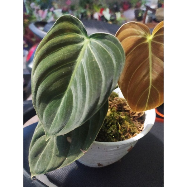 Jual philo Melano Original (bukan micans) | Shopee Indonesia