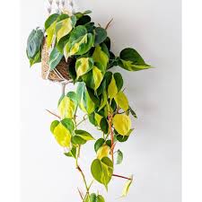 Jual Tanaman hias philo brazil tanaman hias philodendron brazil tanaman ...