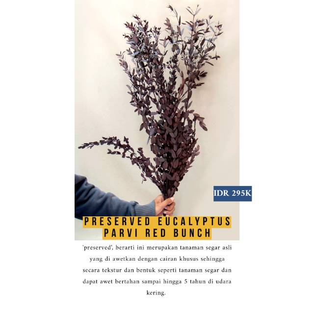 Jual Preserved Eucalyptus Parvi Bunch | Shopee Indonesia