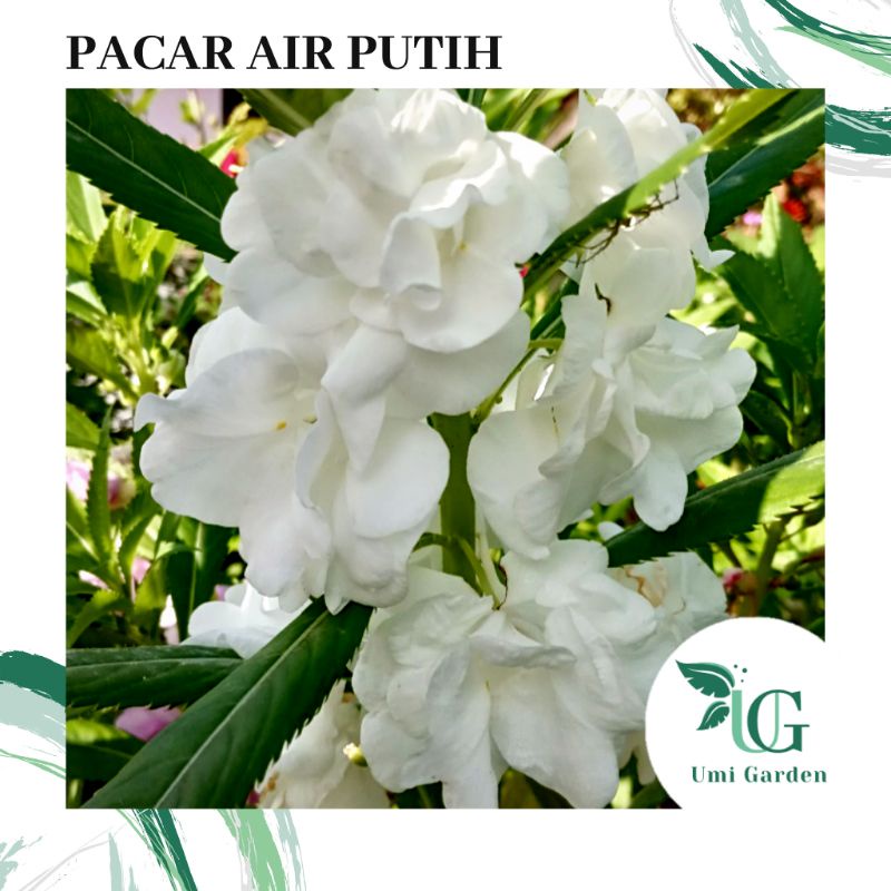 Jual 5 Biji Benih Bunga Pacar Air Putih Tumpuk Impatiens Balsami akan ...
