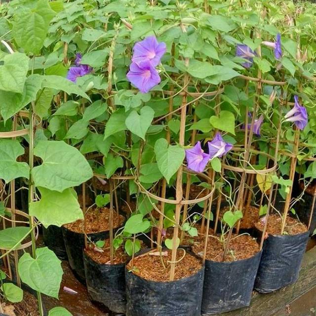 Jual Bibit tanaman bunga morning glory - tanaman hias morning glori ...
