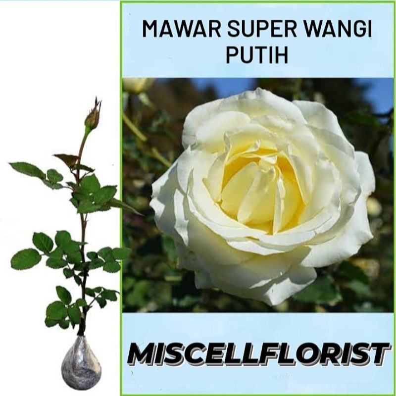 Jual TANAMAN HIAS BIBIT BUNGA MAWAR PUTIH WANGI KELOPAK BESAR | Shopee ...
