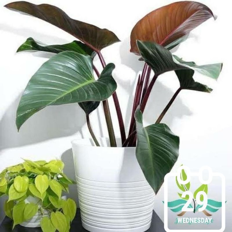 Jual Tanaman Hias Philodendron Red Congo Super Jumbo Philo kongo Pilo ...