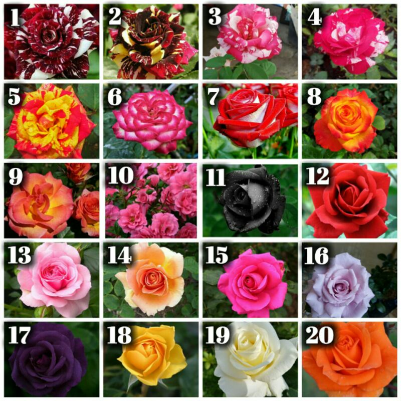 Jual tanaman | Bunga Mawar varian Warna ( UDAH MEKAR & BERAKAR ...