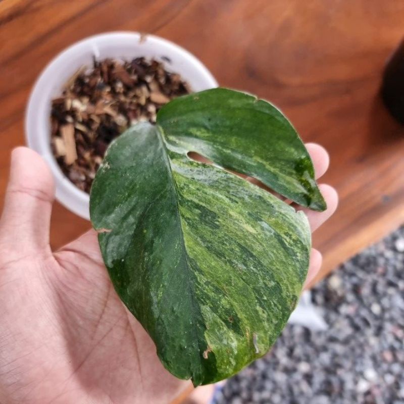 Jual epipremnum sp bali tri color rare | Shopee Indonesia