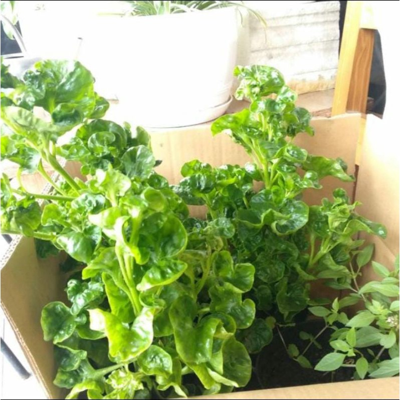 Jual Bayam Brazil (Tanaman Pot) | Shopee Indonesia