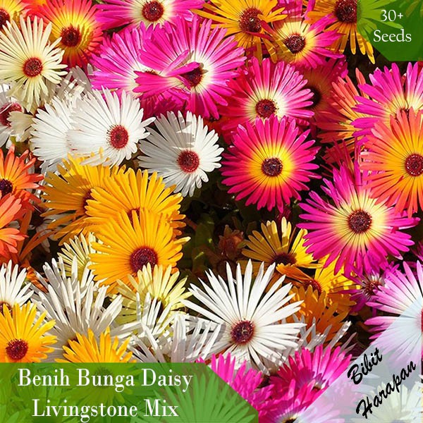 Jual Bibit Benih Bunga Daisy Livingstone Ice Plant Mix Bibit Unggul ...
