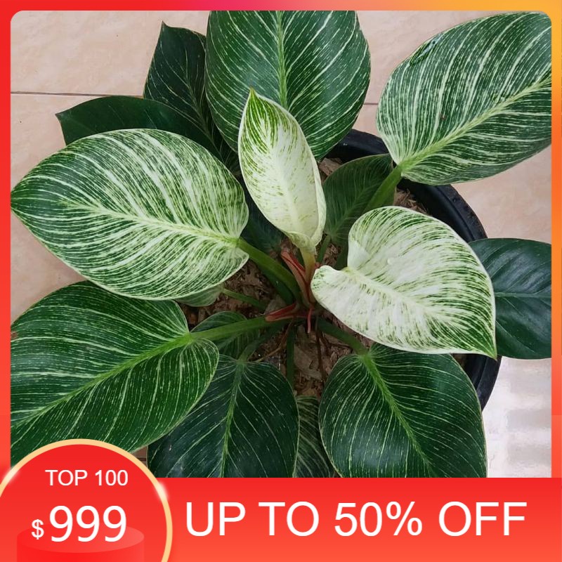 Jual TANAMAN HIAS UKURAN REMAJA PILO BIRKIN / Pillow Birkin Pillow ...