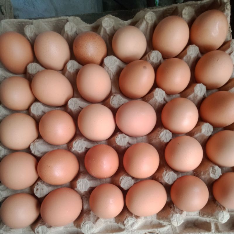 Jual PAKET TELUR OMEGA 2KG | Shopee Indonesia