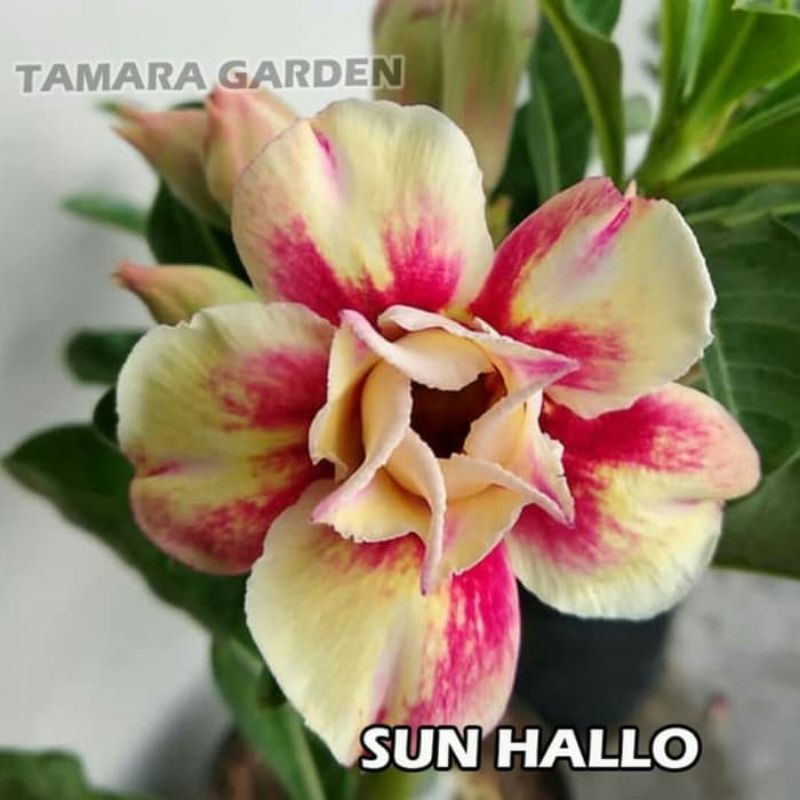 Jual Bunga tumpuk jenis sunhalo - bibut bunga kamboja adrnium | Shopee ...