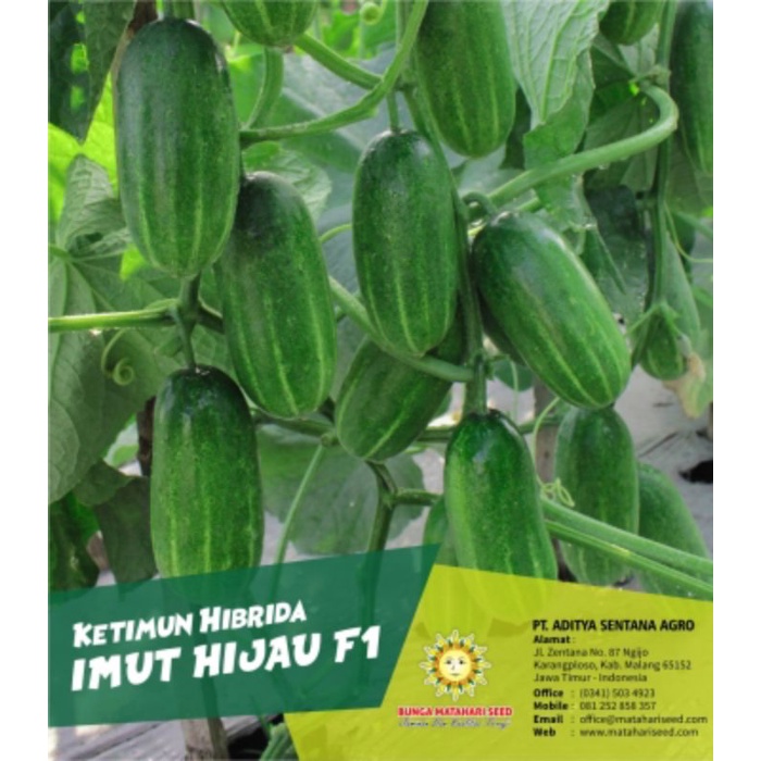 Jual Benih timun baby F1 hibrida Unggul matahari seed original | Shopee ...
