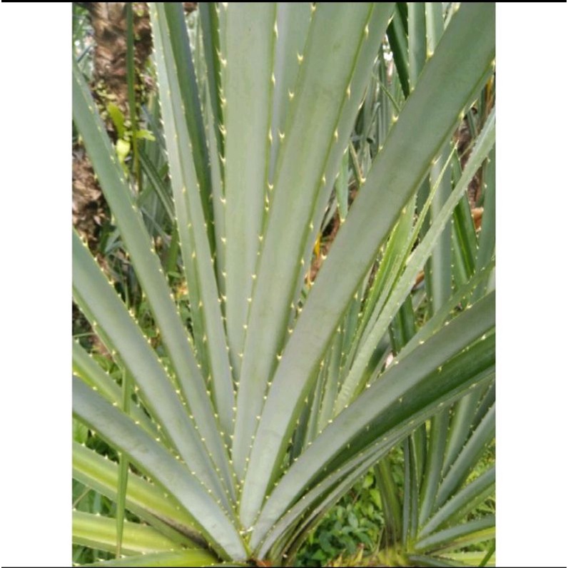 Jual DAUN PANDAN DURI SEGAR 500 GRAM | Shopee Indonesia