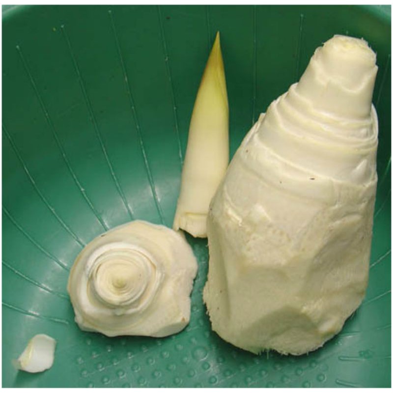 Jual Rebung Segar 1kg/ Rebung Muda | Shopee Indonesia