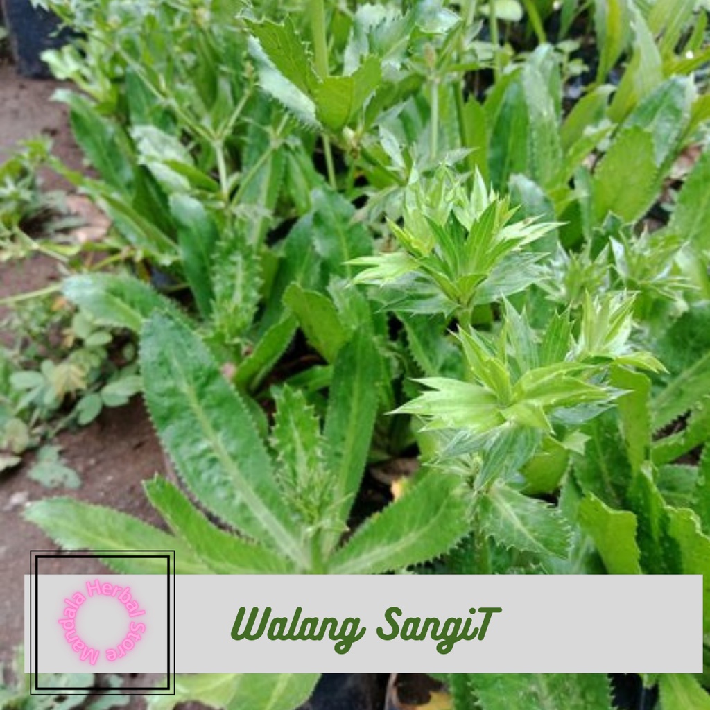 Jual Daun Walang Sangit Untuk Mancing, Bibit Tanaman Walang Sangit atau ...