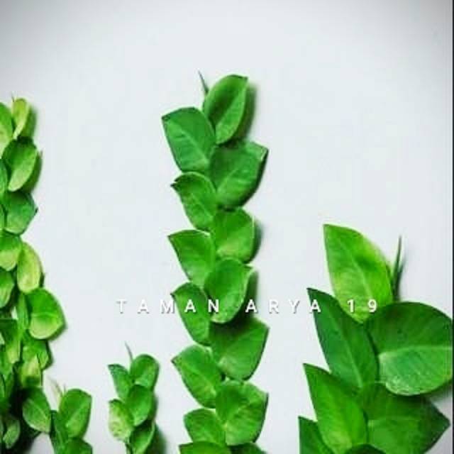 Jual Tanaman dolar daun besar | Shopee Indonesia
