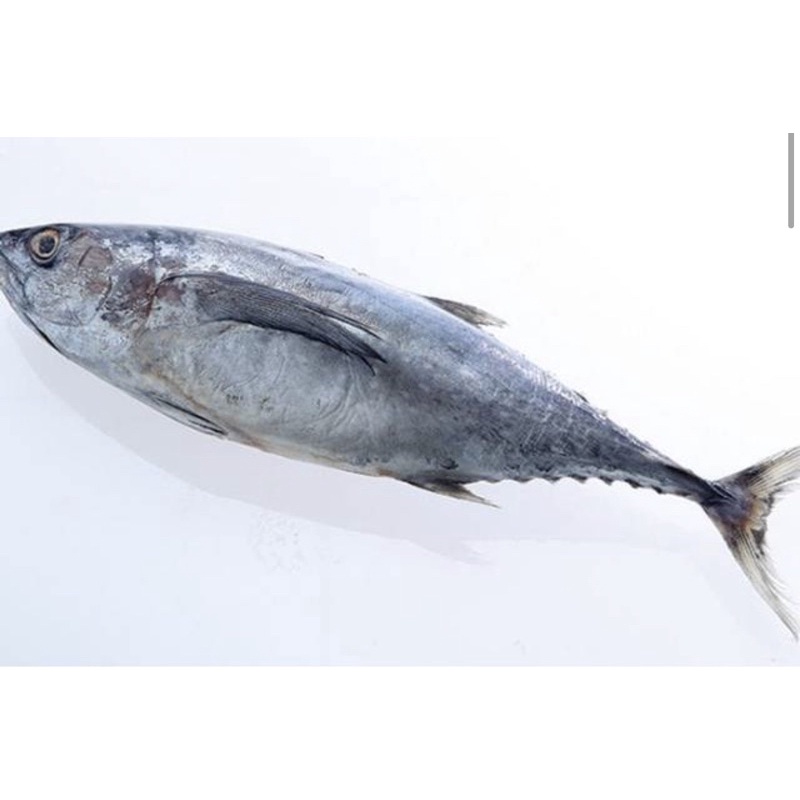 Jual Ikan tongkol Fresh | Shopee Indonesia