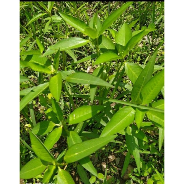 Jual daun petik mas atau kate mas segar 300 gram | Shopee Indonesia