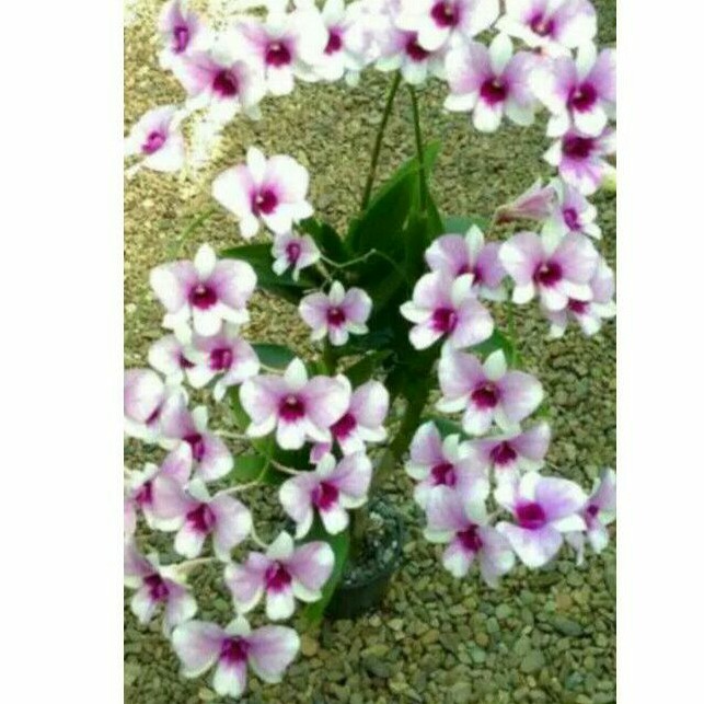 Jual Anggrek Dendrobium mini burana thai | Shopee Indonesia