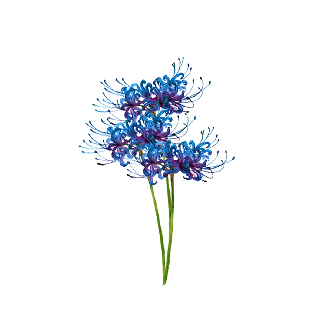 Jual 【BUNGA HIGANBANA】Spider lily tokyo ghoul / kimetsu no yaiba Tato ...