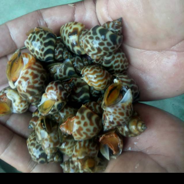 Jual KERANG MACAN | Shopee Indonesia