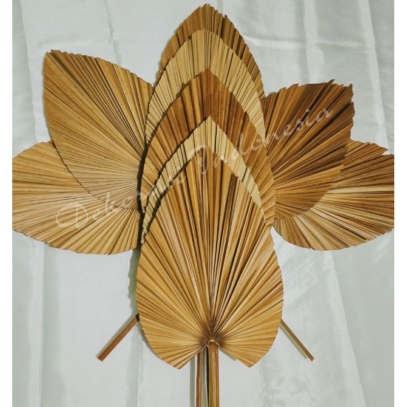 Jual Daun Palem Kering / Rustic / Dekorasi | Shopee Indonesia