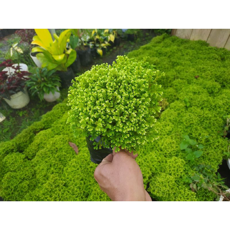 Jual Tanaman hias lumut ambon murah rimbun | Shopee Indonesia
