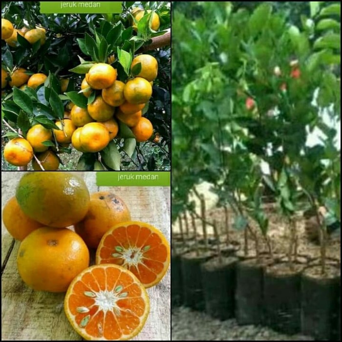 Jual Bibit tanaman Jeruk Medan pohon jeruk Medan Okulasi Garansi Uang ...