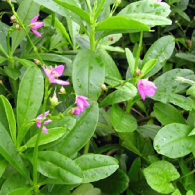 Jual Bibit stek ginseng Jawa (isi 15 batang) | Shopee Indonesia