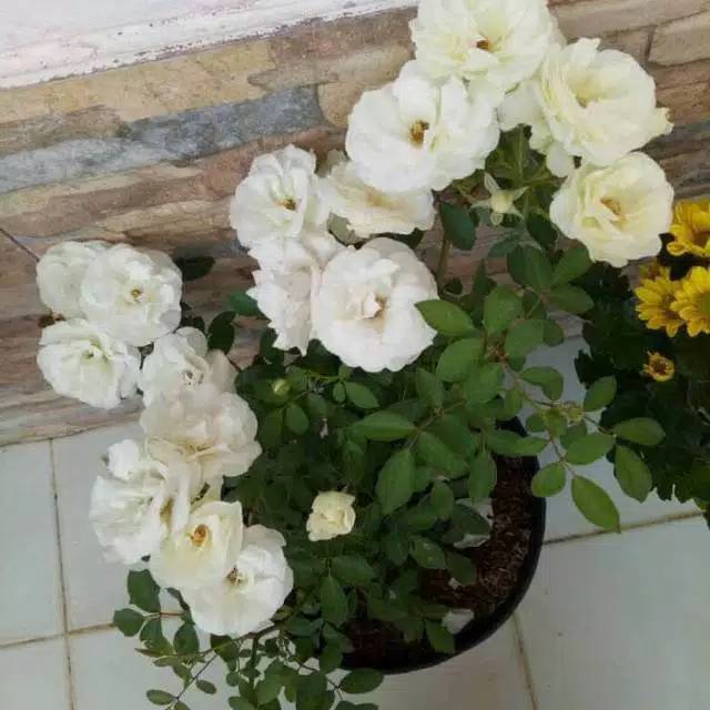 Jual Bunga Baby Rose Rimbun ( mawar mini ) Unggul Super | Shopee Indonesia