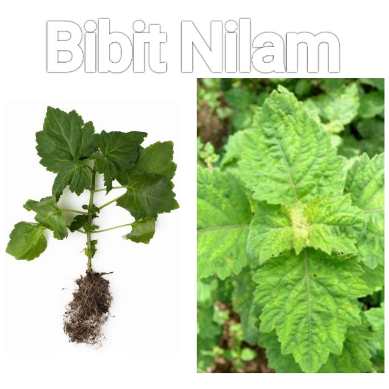 Jual Bibit Nilam Pogostemon cablin Benth Dilem Penghasil Minyak Nilam ...