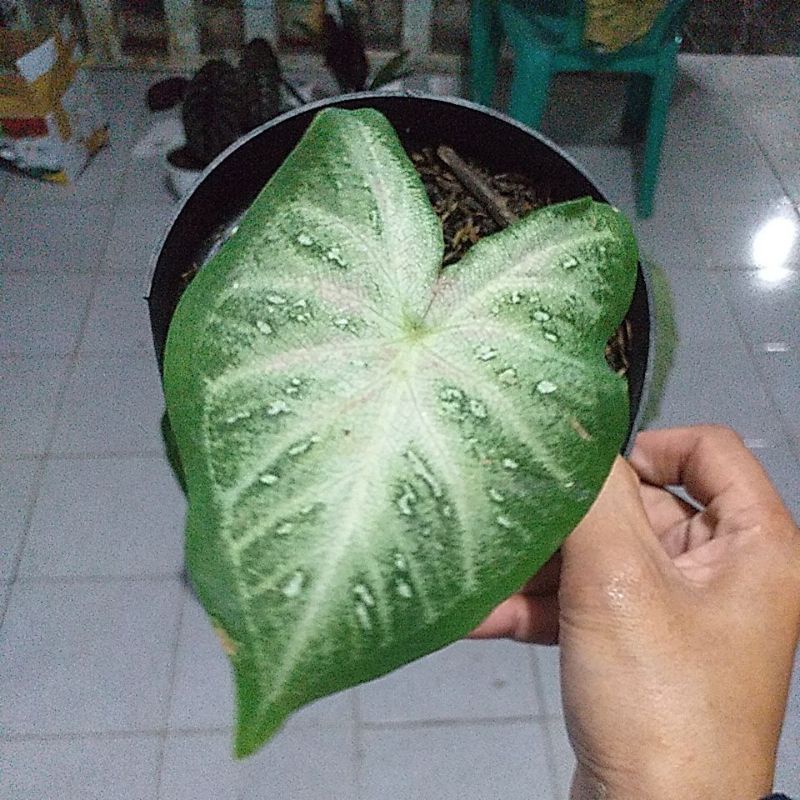 Jual saiicoll (cet tumpah) | Shopee Indonesia