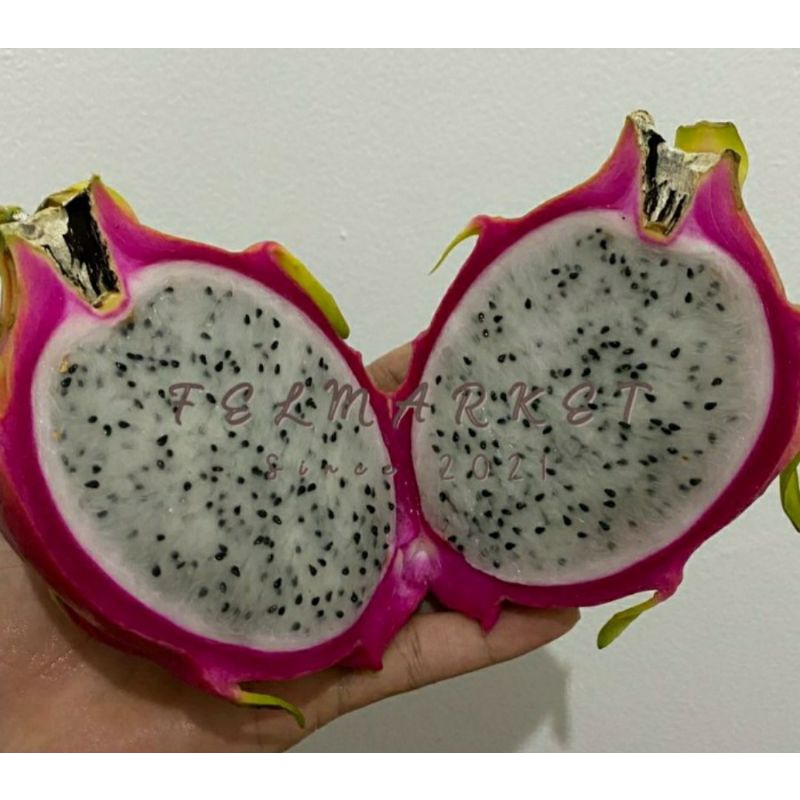 Jual Buah naga putih | dragon white fruit | 1 kg | Shopee Indonesia