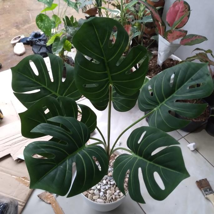 Jual pohon monstera, pohon janda bolong plastik, pohin plastik, tinggi ...