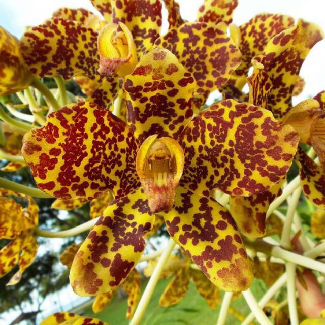 Jual Anggrek tebu grammatophilum spesiosum | Shopee Indonesia