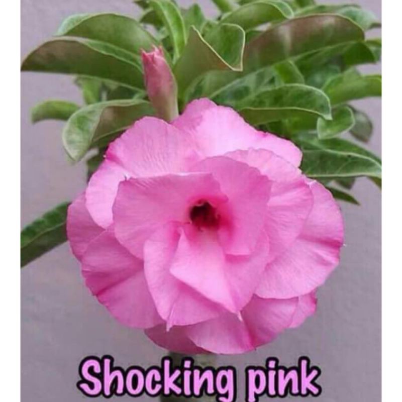 Jual Adenium Bunga Tumpuk "Shocking Pink" | Shopee Indonesia