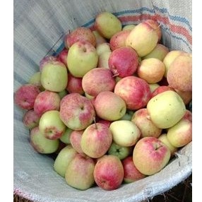 Jual APEL ANA KWB Kota Wisata Batu 1kg TERMURAH /APEL ANNA / APEL SEGAR ...